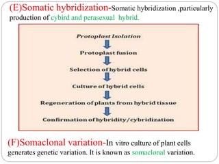 Production of inbred lines & hybrid variety | PPT