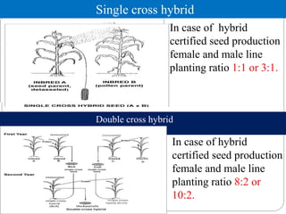 Production of inbred lines & hybrid variety | PPT