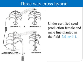 Production of inbred lines & hybrid variety | PPT