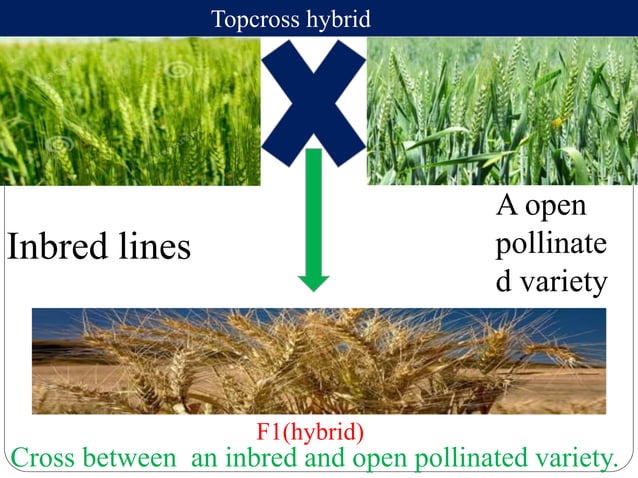 Production of inbred lines & hybrid variety | PPT