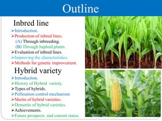 Production of inbred lines & hybrid variety | PPT