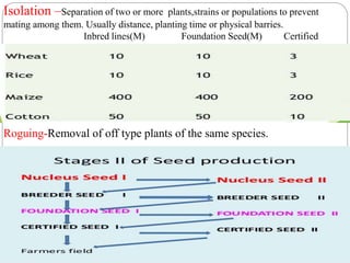 Production of inbred lines & hybrid variety | PPT