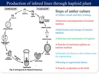 Production of inbred lines & hybrid variety | PPT
