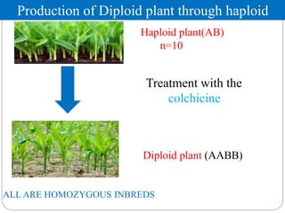 Production of inbred lines & hybrid variety | PPT