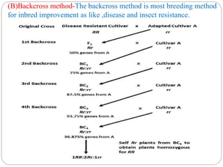 Production of inbred lines & hybrid variety | PPT