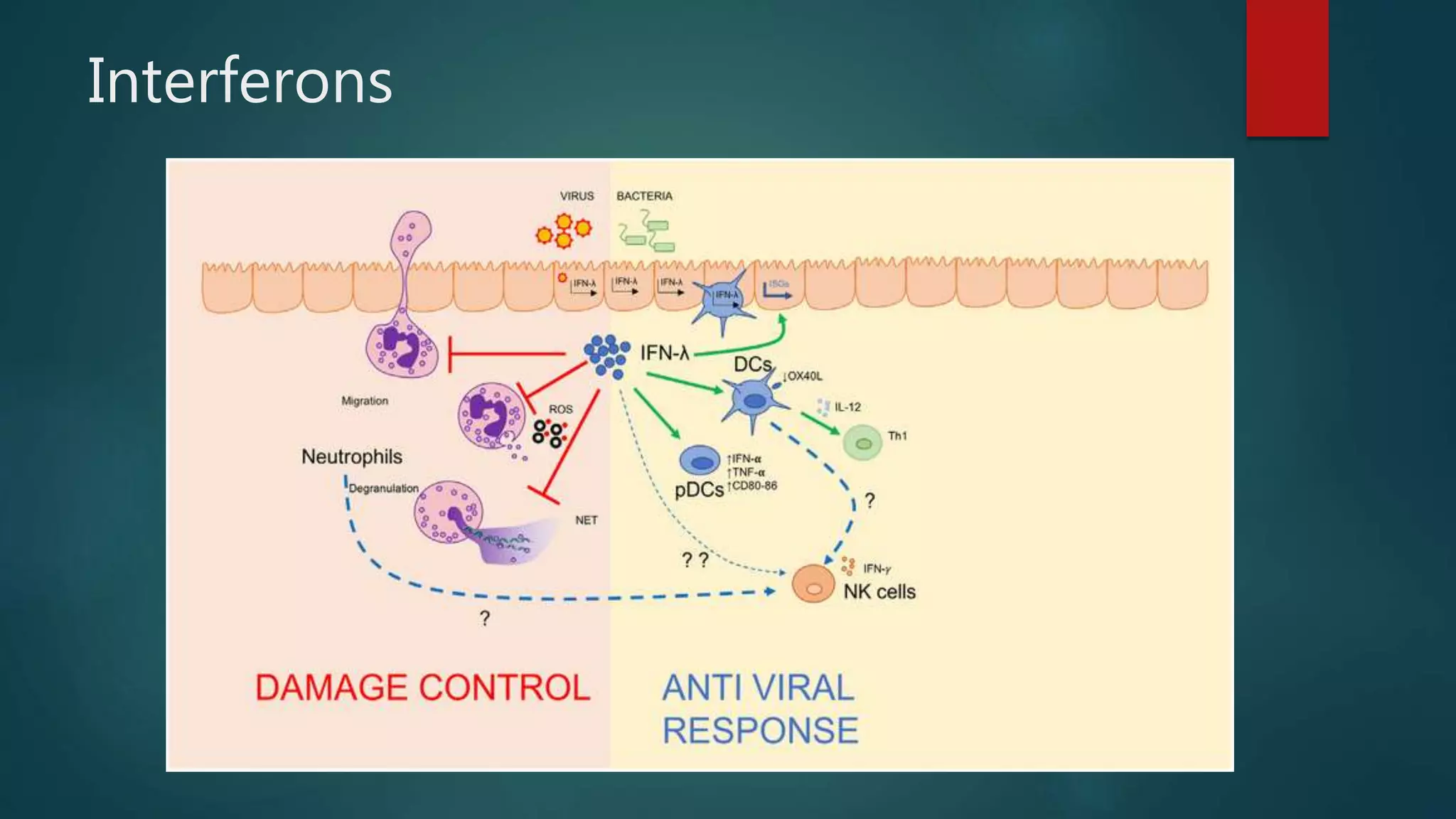 Production of interferons | PPTX