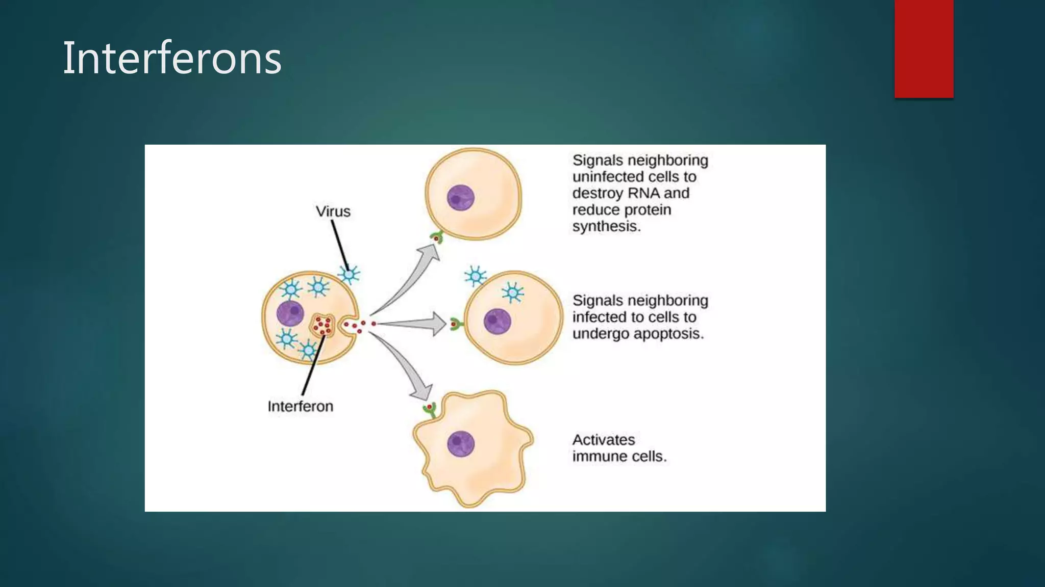 Production of interferons | PPTX