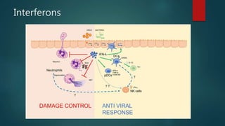 Production of interferons | PPTX