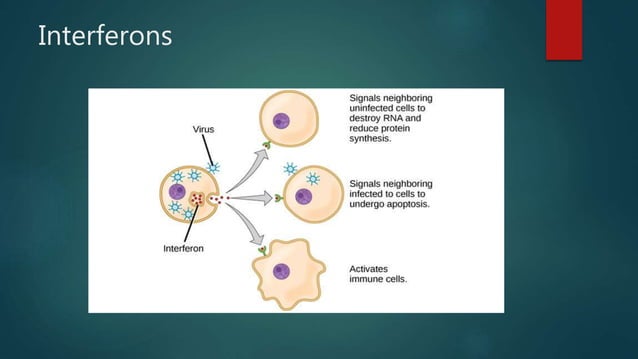 Production of interferons | PPTX