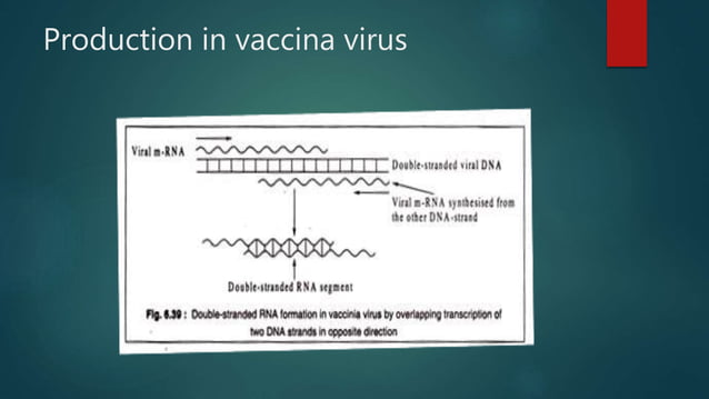 Production of interferons | PPTX