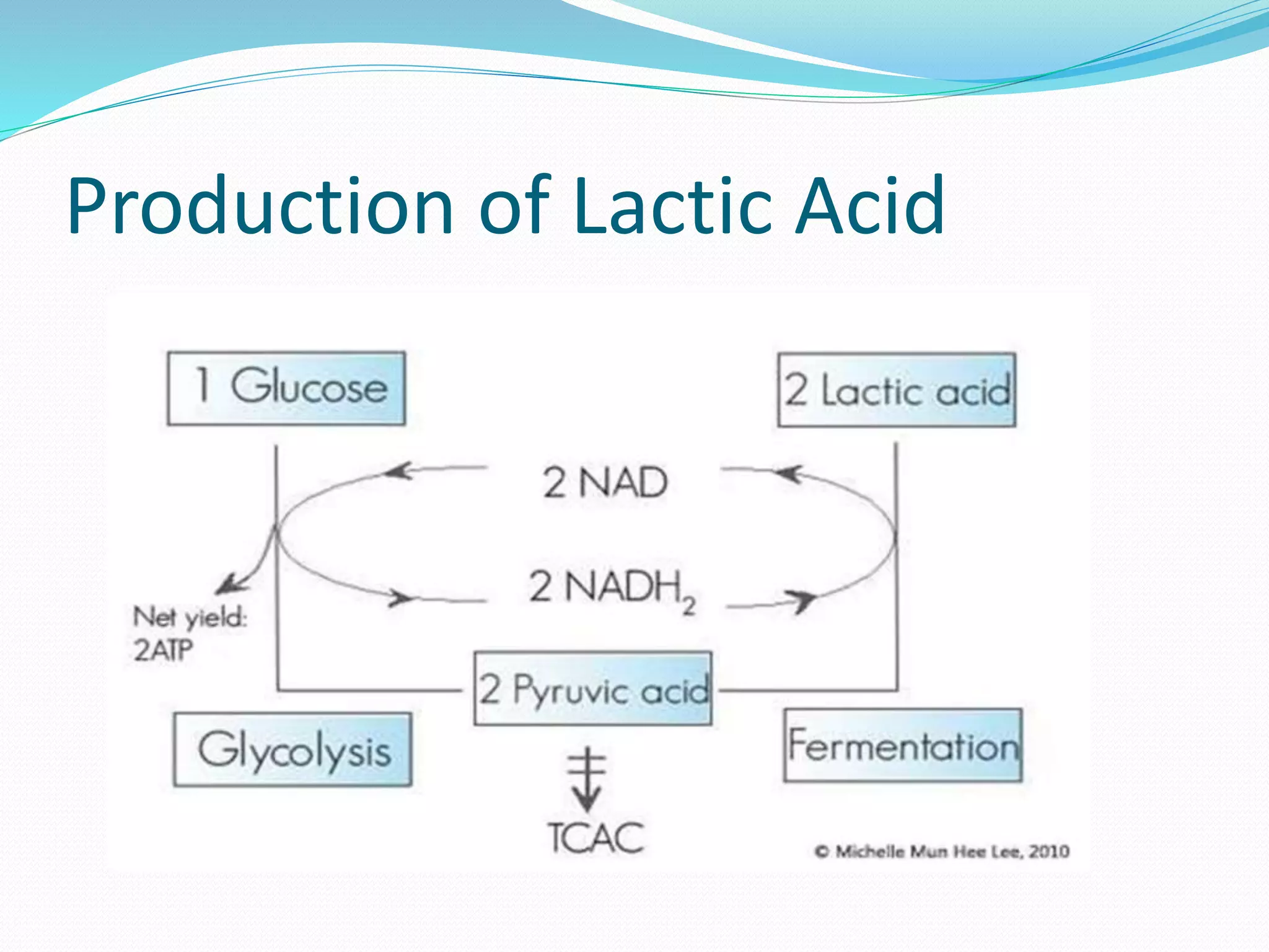 Production of lactic acid complete | PPTX