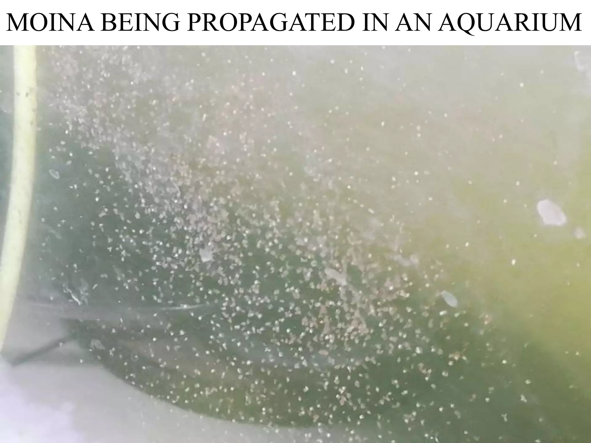 Production of live food (Aquatic micro animals)for the rearing of fish ...