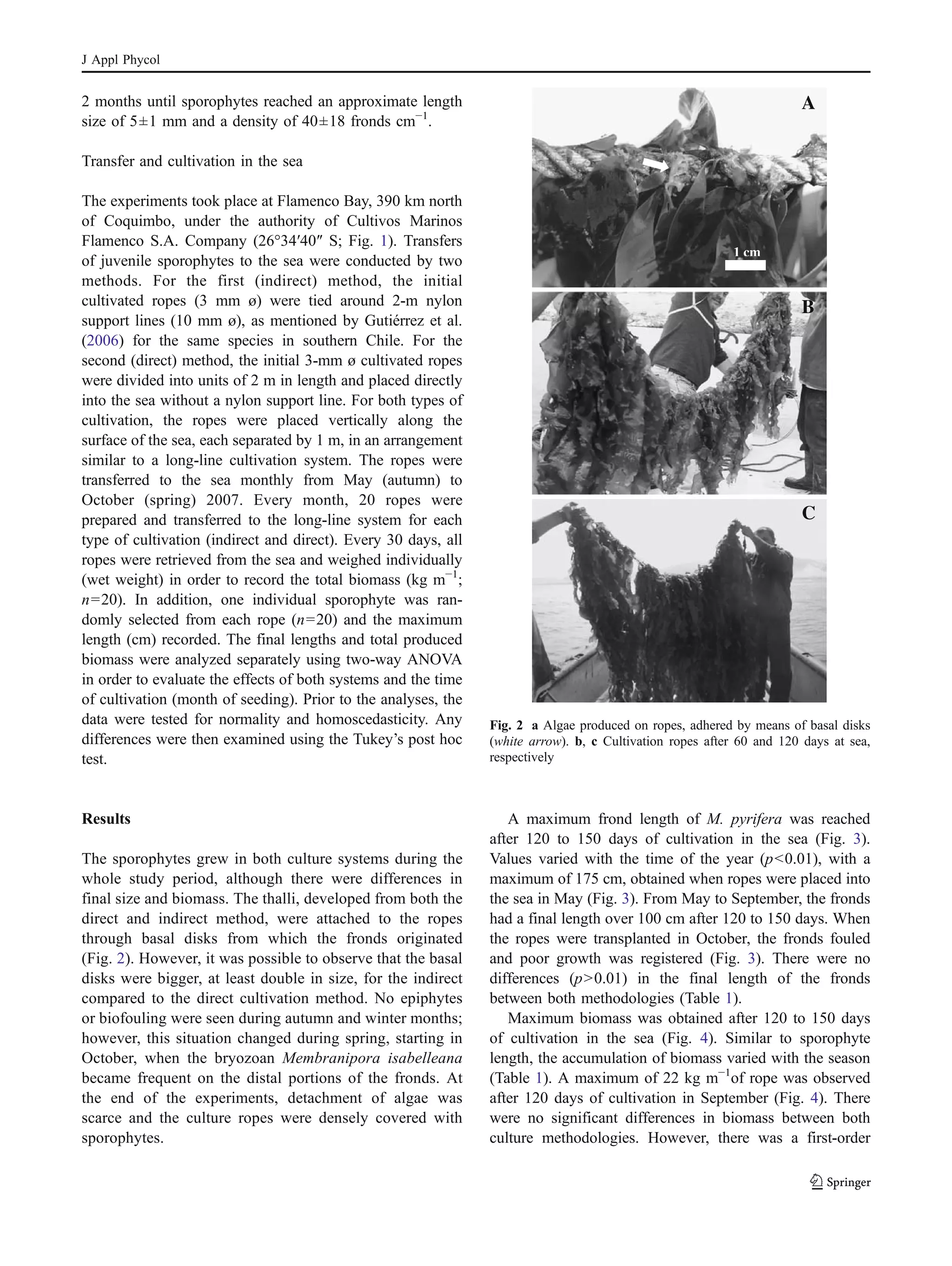 Production of macrocystis pyrifera laminariales phaeophyceae in ...