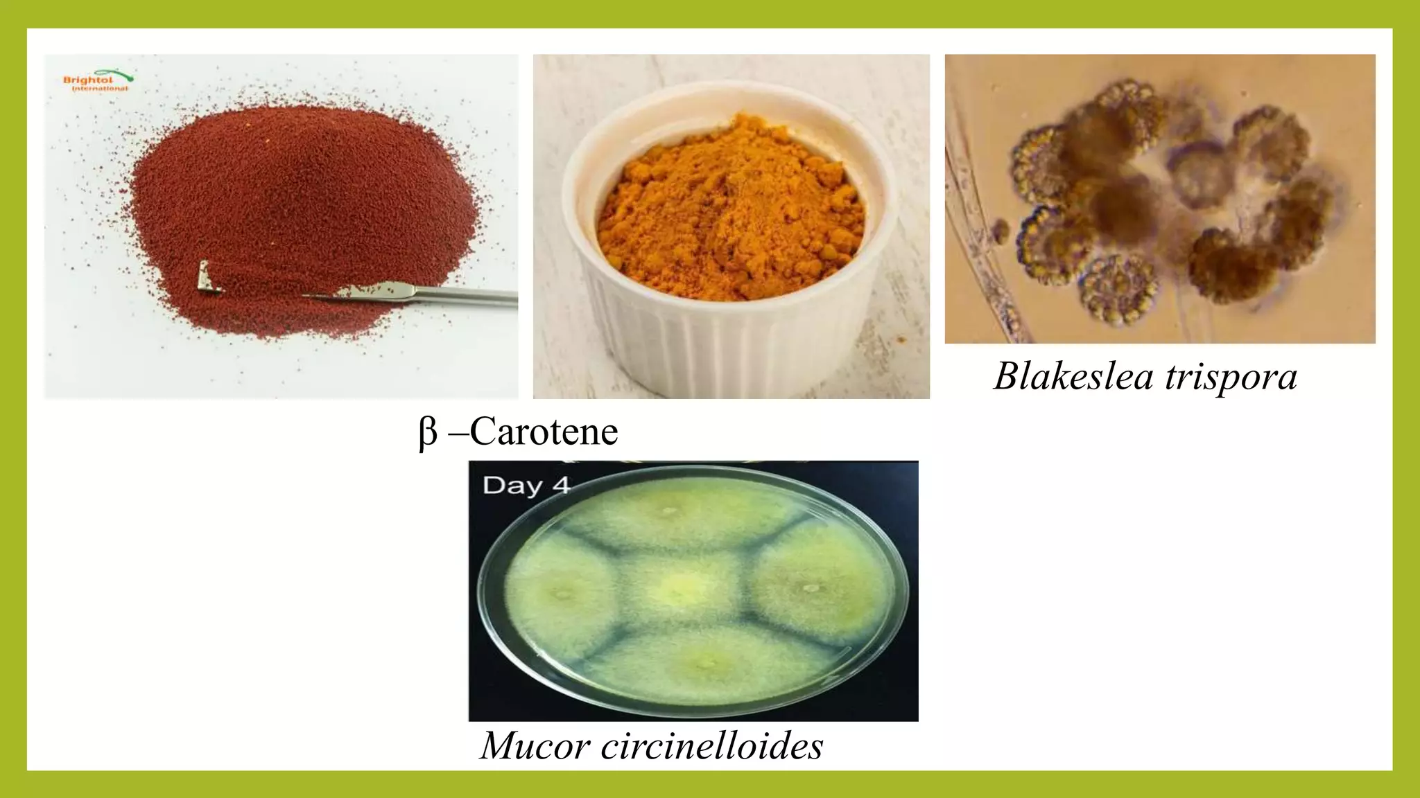 Production of microbial colors or pigments | PPTX