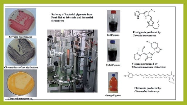 Production of microbial colors or pigments | PPTX | Gardening | Home ...