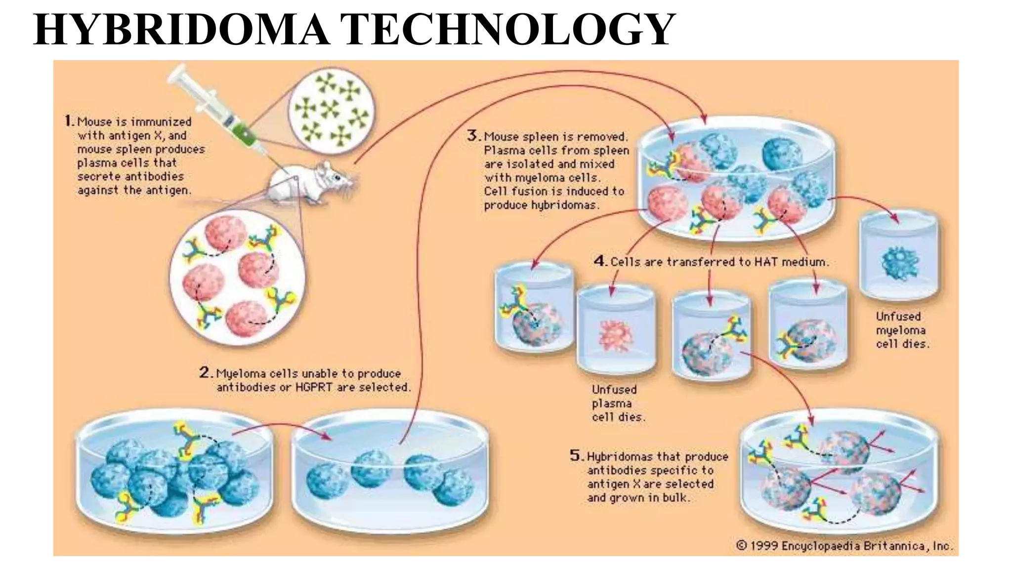PRODUCTION OF MONOCLONAL AND POLYCLONAL ANTIBODIES PRESENTED BY SANJAY D.pptx