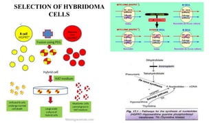 PRODUCTION OF MONOCLONAL AND POLYCLONAL ANTIBODIES PRESENTED BY SANJAY D.pptx