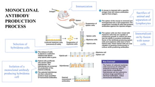 PRODUCTION OF MONOCLONAL AND POLYCLONAL ANTIBODIES PRESENTED BY SANJAY D.pptx