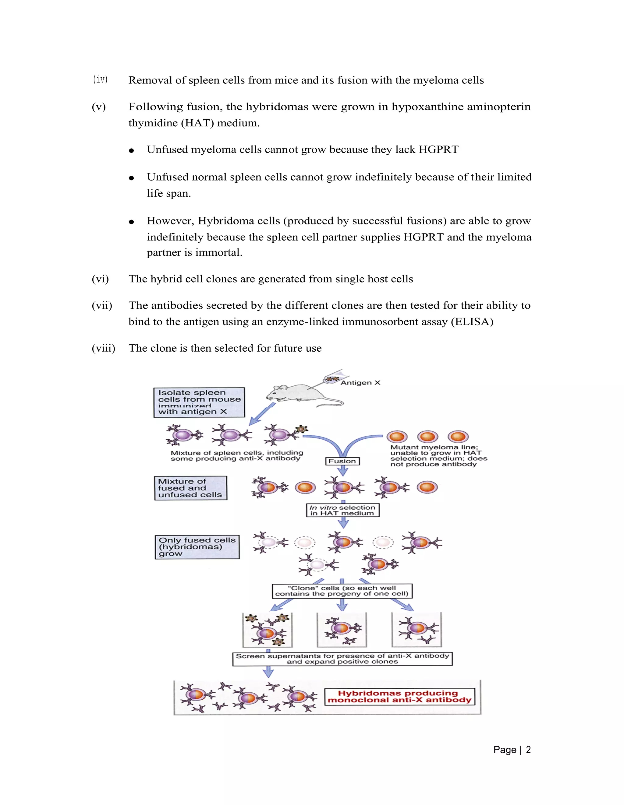 Production of monoclonal antibodies and applications in therapy and diagnosis | PDF