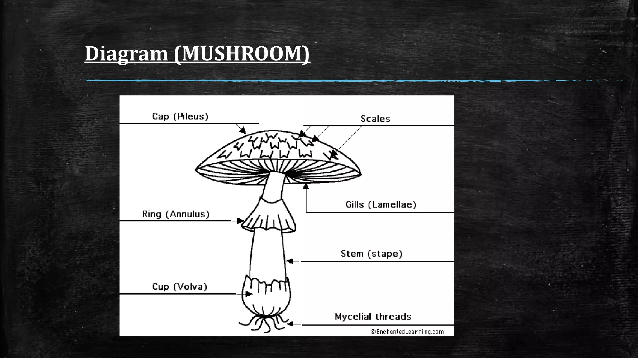 Production of mushroom | PPTX