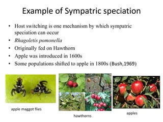 Sympatric Speciation Apple Maggot Fly