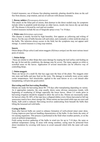 Production of onions | PDF