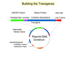 Production of recombinent proteins, faisal munir | PPT