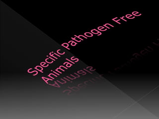 Production of Specific Pathogen Free and Gnotobiotic animals | PPTX