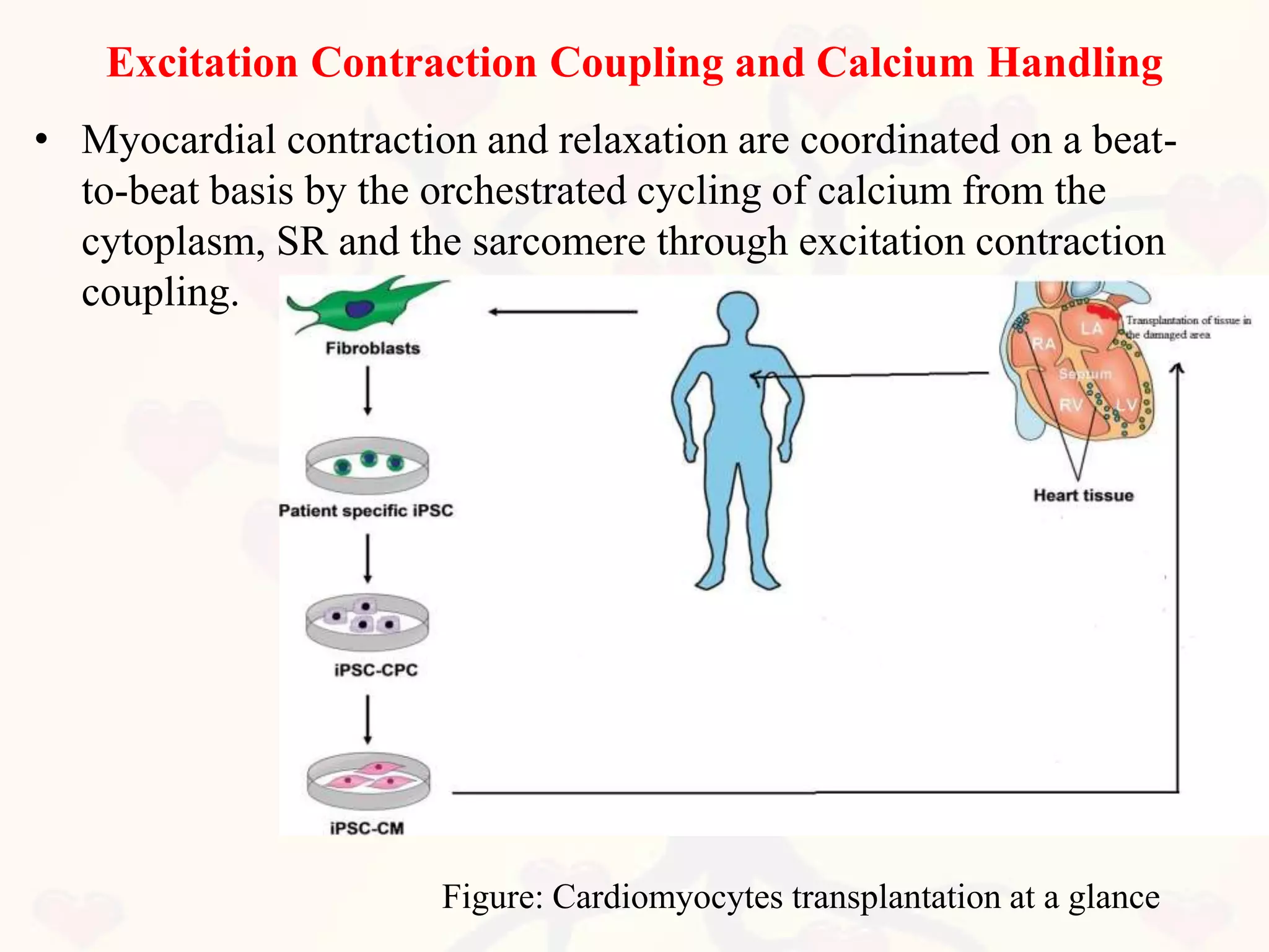 Production of stem cell derived cardiomyocytes | PPTX