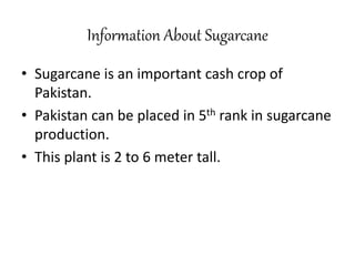 Production of sugarcane in pakistan from 1947 to 2017 | PPTX