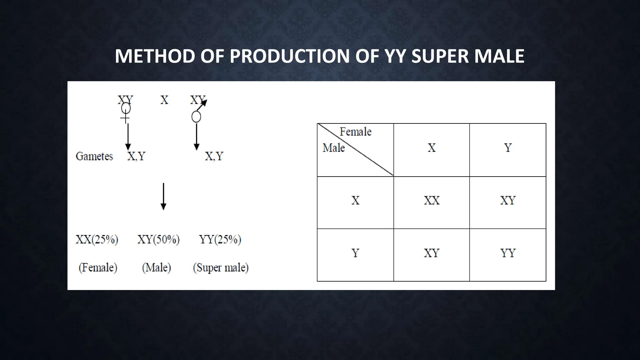 Production of super male Tilapia (Sex reversal techniques).pptx