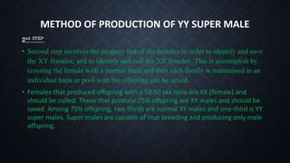 Production of super male Tilapia (Sex reversal techniques).pptx