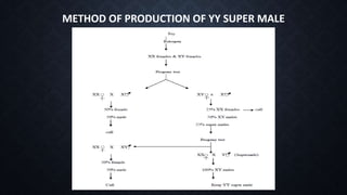 Production of super male Tilapia (Sex reversal techniques).pptx