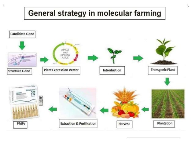 Production of therapeutic proteins in plants | PPTX | Biotech and ...