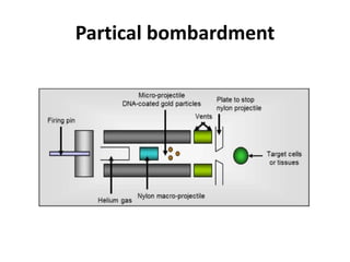 Production of therapeutic proteins in plants | PPTX