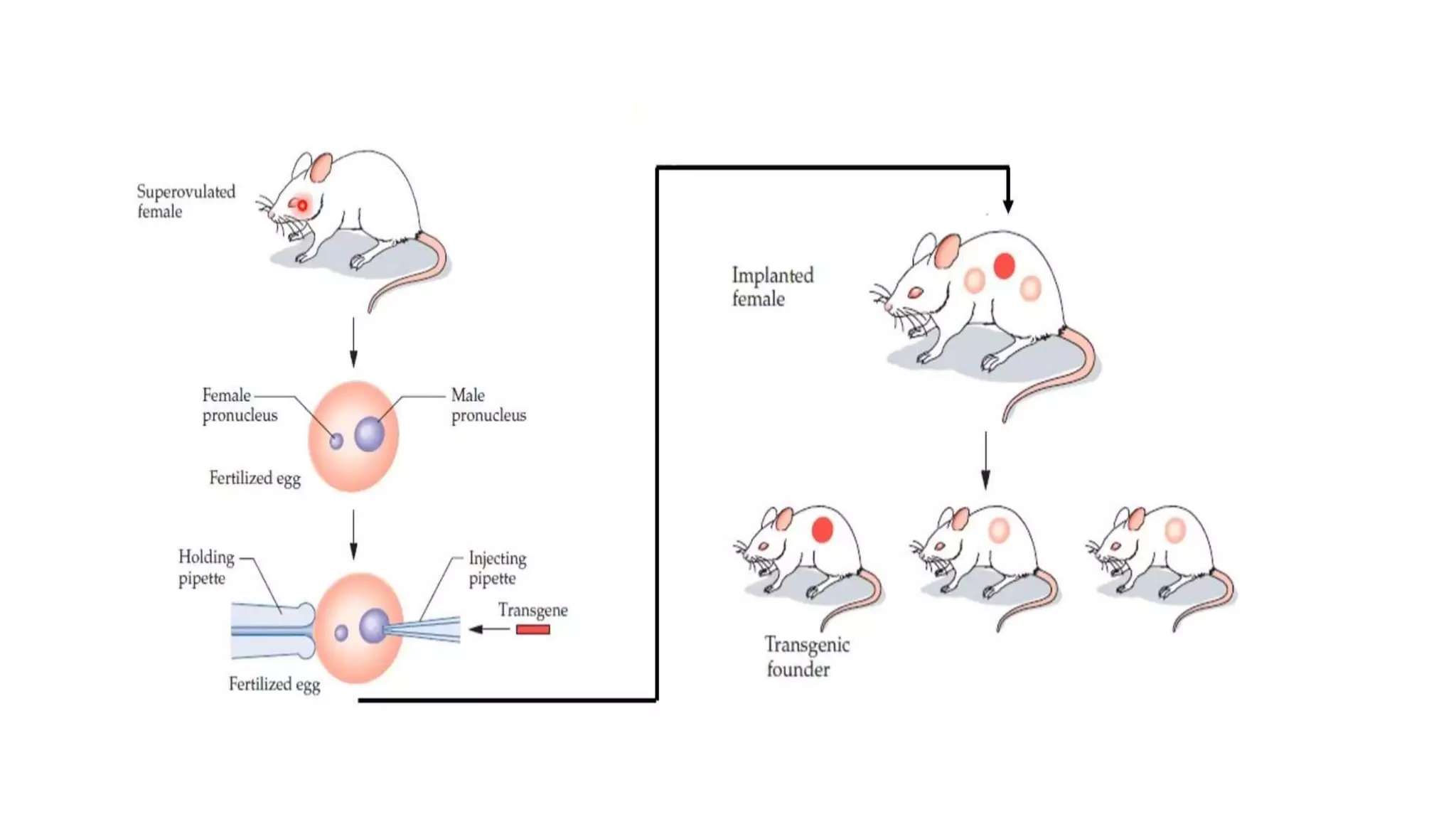production of transgenic animals. pptx | PPTX