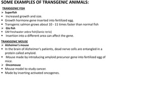production of transgenic animals. pptx | PPTX