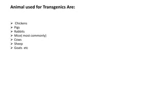 production of transgenic animals. pptx | PPTX