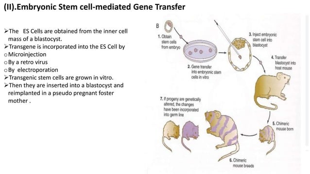 production of transgenic animals. pptx | PPTX | Genetics | Science