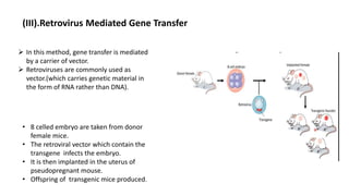 production of transgenic animals. pptx | PPTX