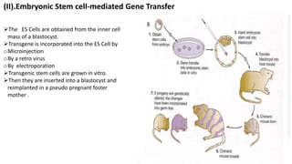 production of transgenic animals .pptx