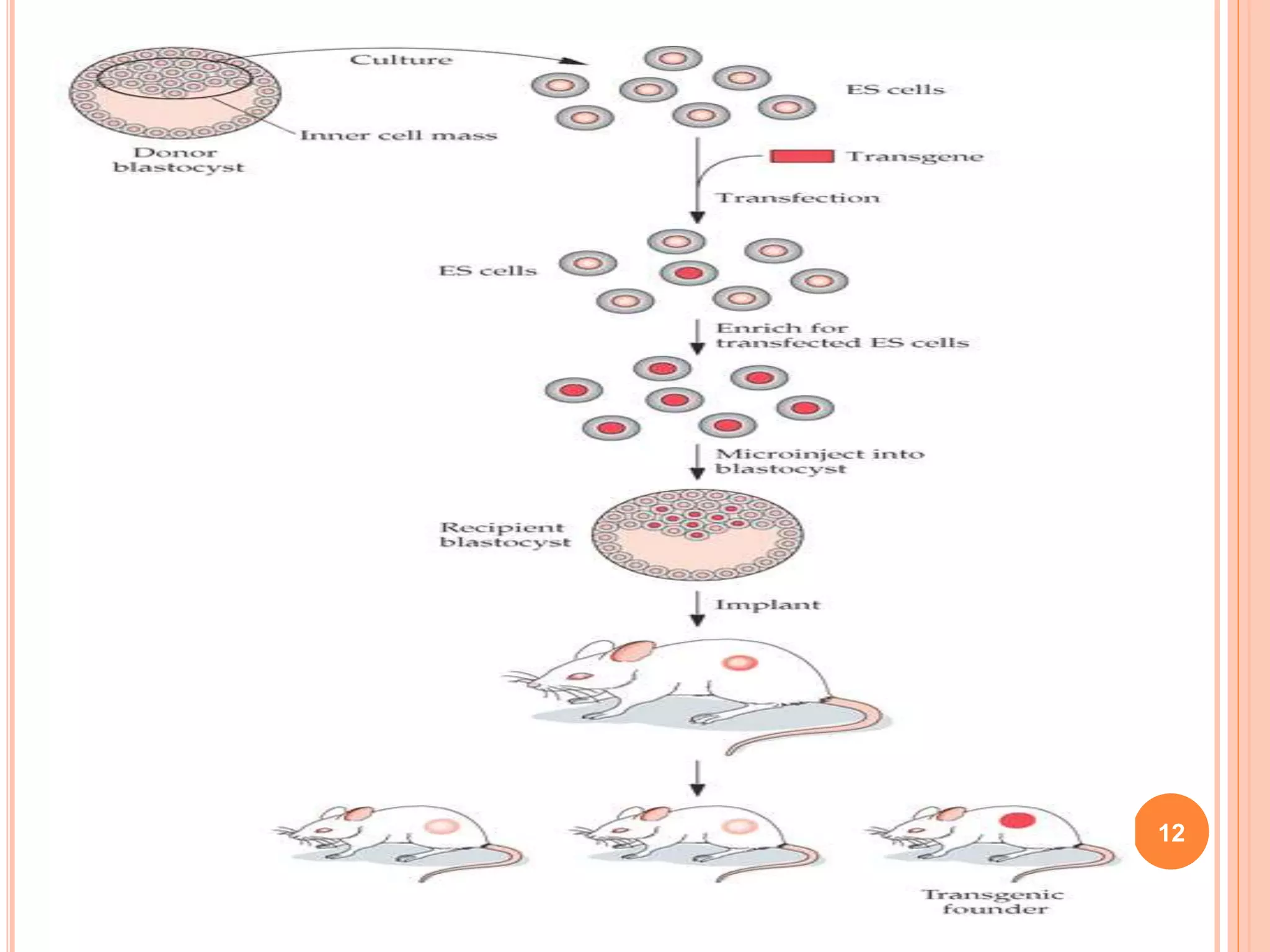Production of transgenic farm animals | PPTX