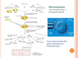 Production of transgenic farm animals | PPTX