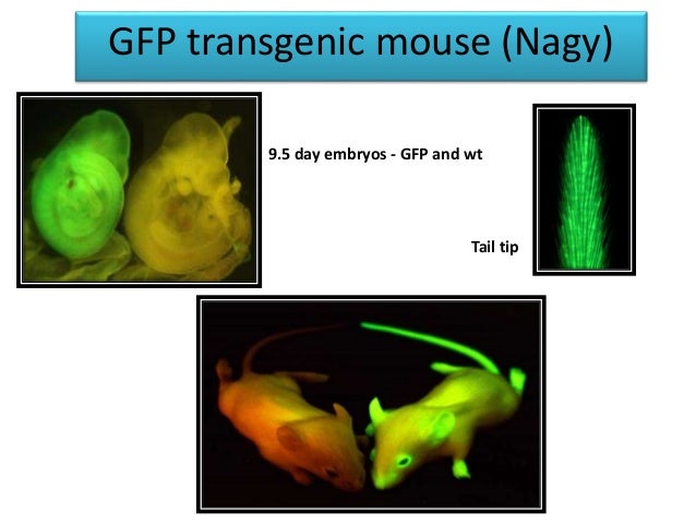 Production of transgenic organism