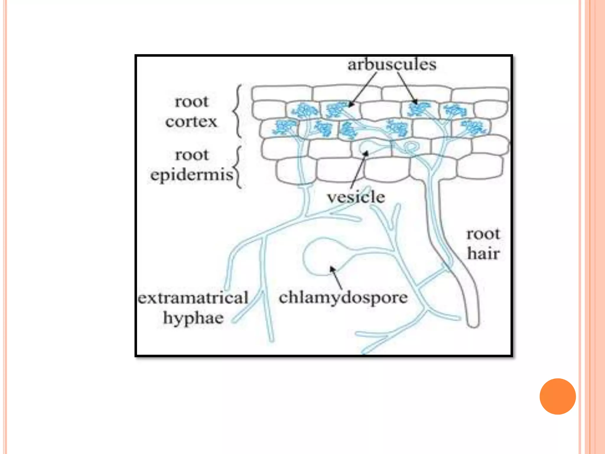 Production of VAM | PPTX
