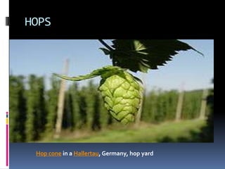 Production process of beer | PPT