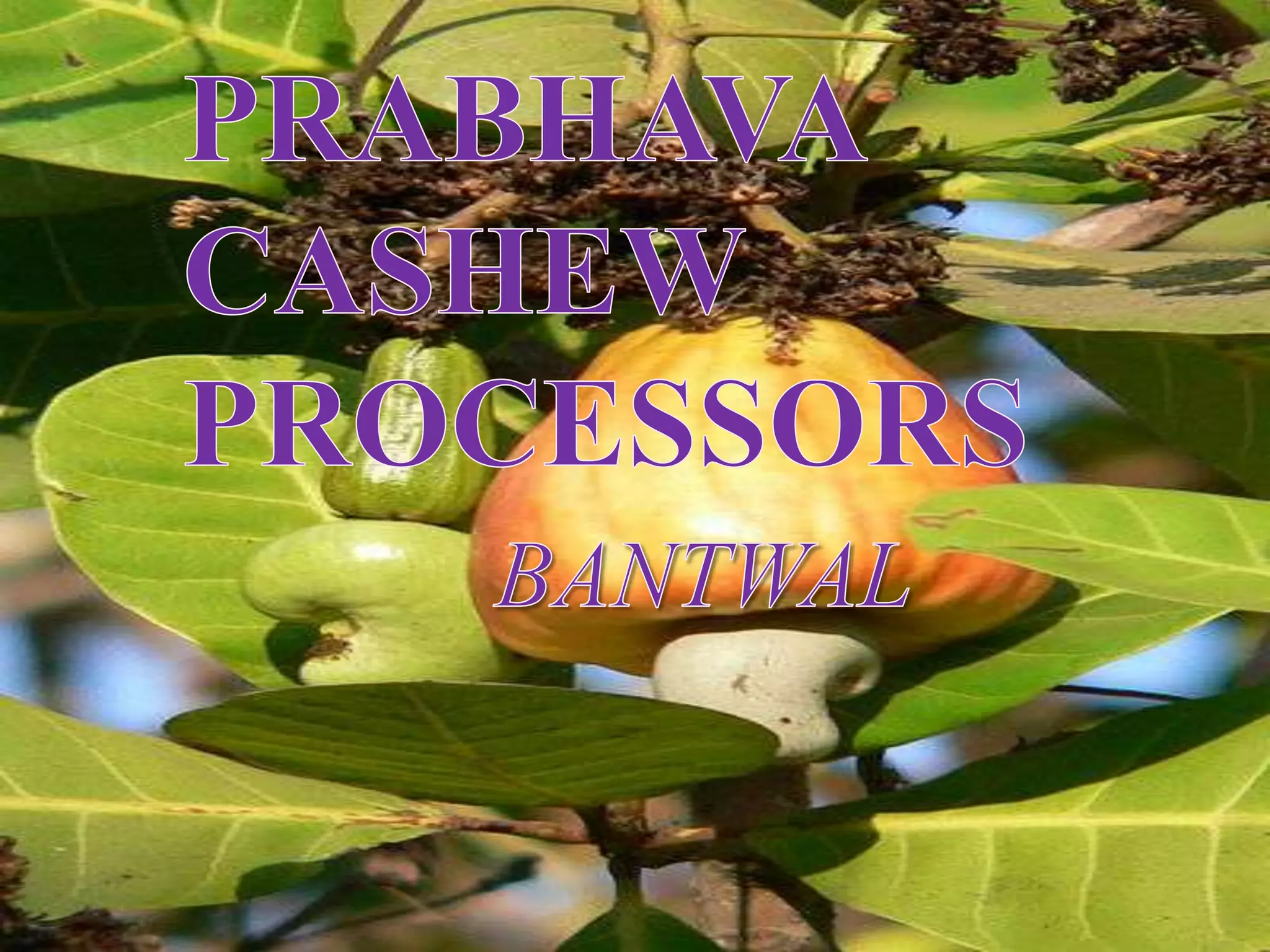 Production process of cashew industry | PPTX
