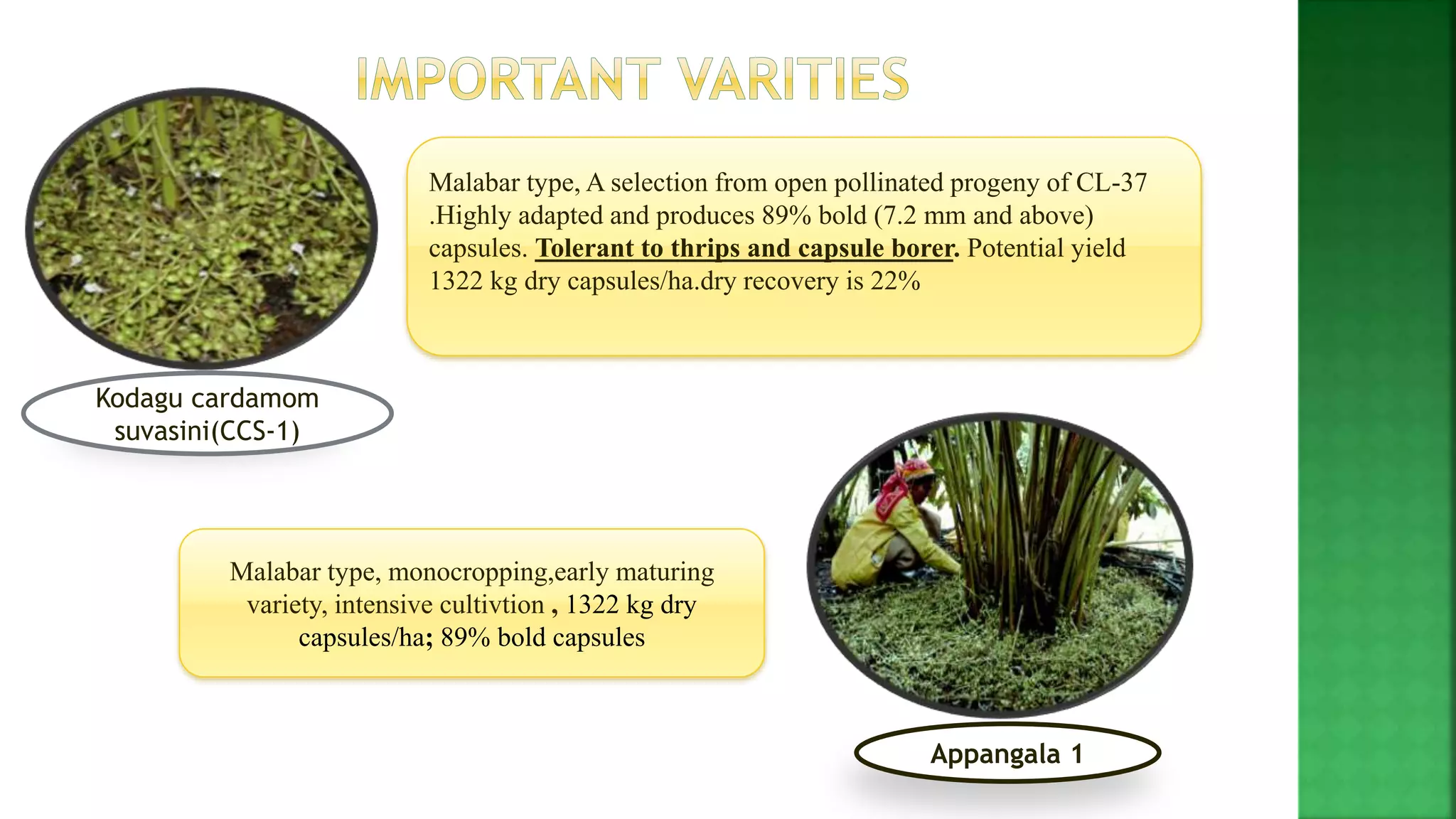 production profile of cardamom.pptx