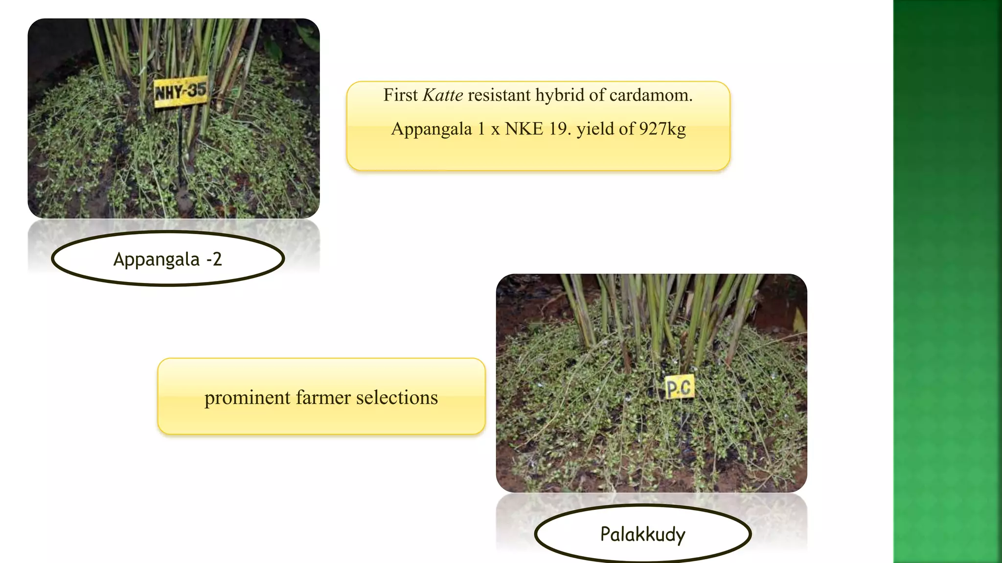 production profile of cardamom.pptx