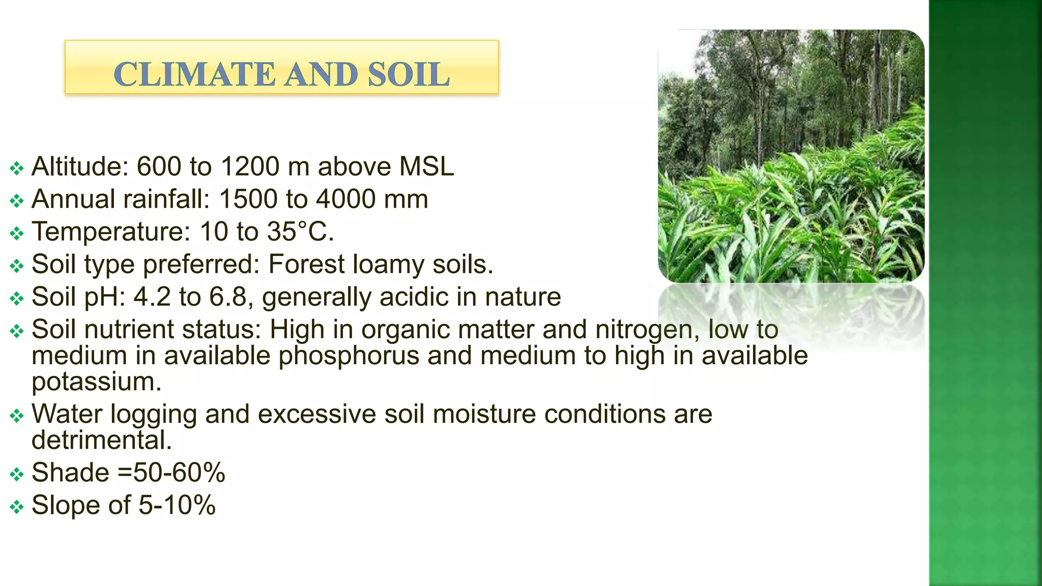 production profile of cardamom.pptx